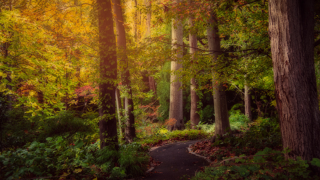 Forest Path by John Macey / 500px