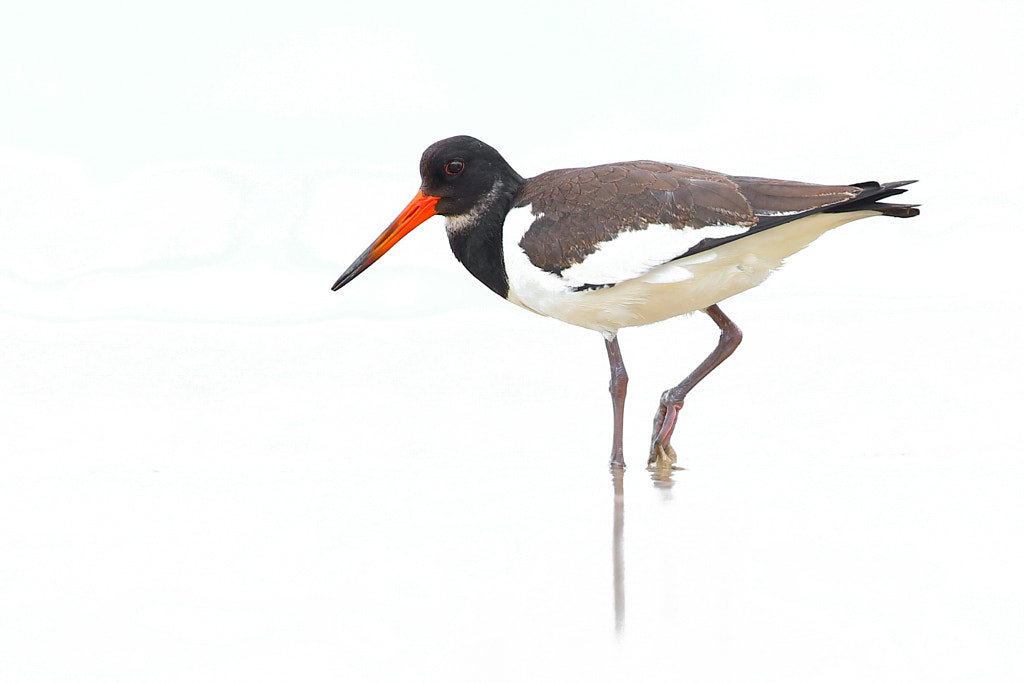 Eurasian Oystercatcher by Ravi Meghani / 500px