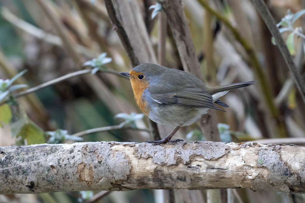 Curious robin by Hans Erik Mom / 500px