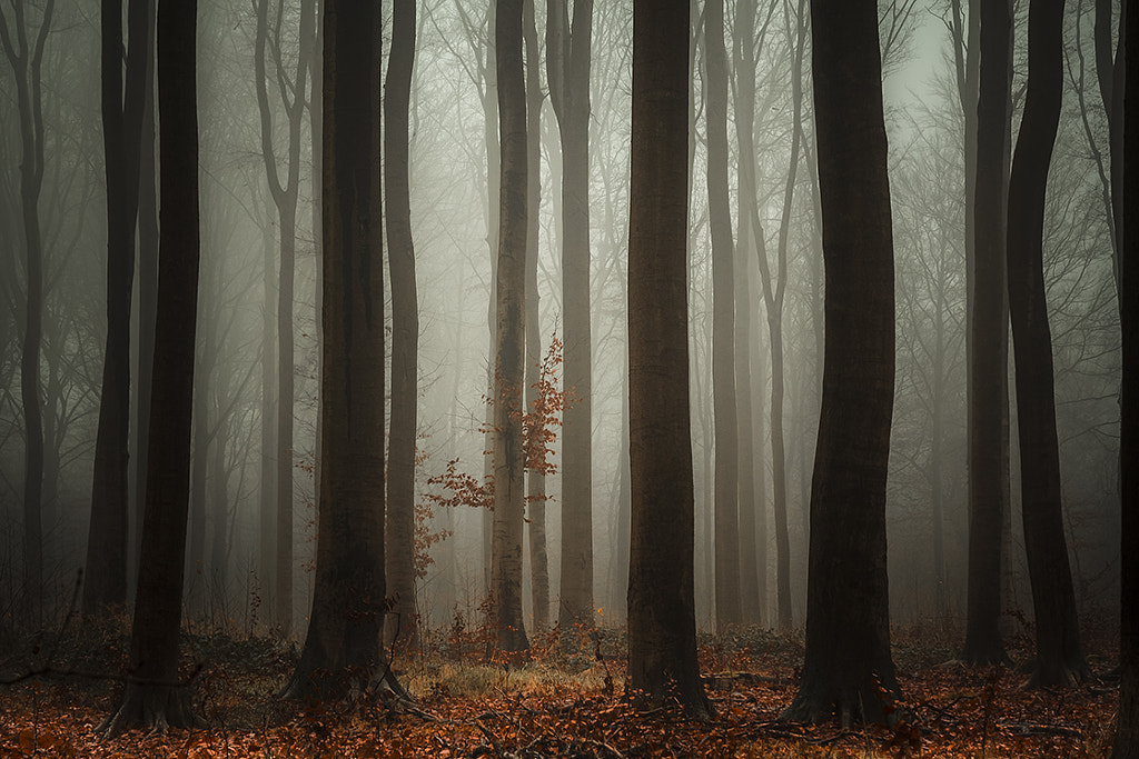 \*/∆©®\/ by Tom Chesterman / 500px