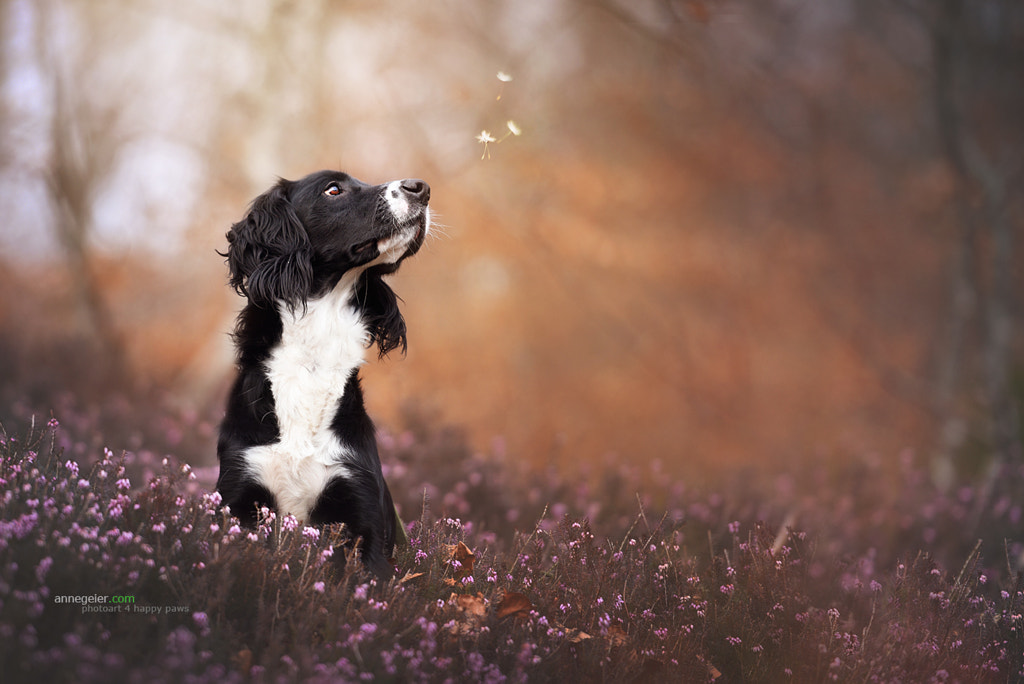 Fary tale by Anne Geier / 500px