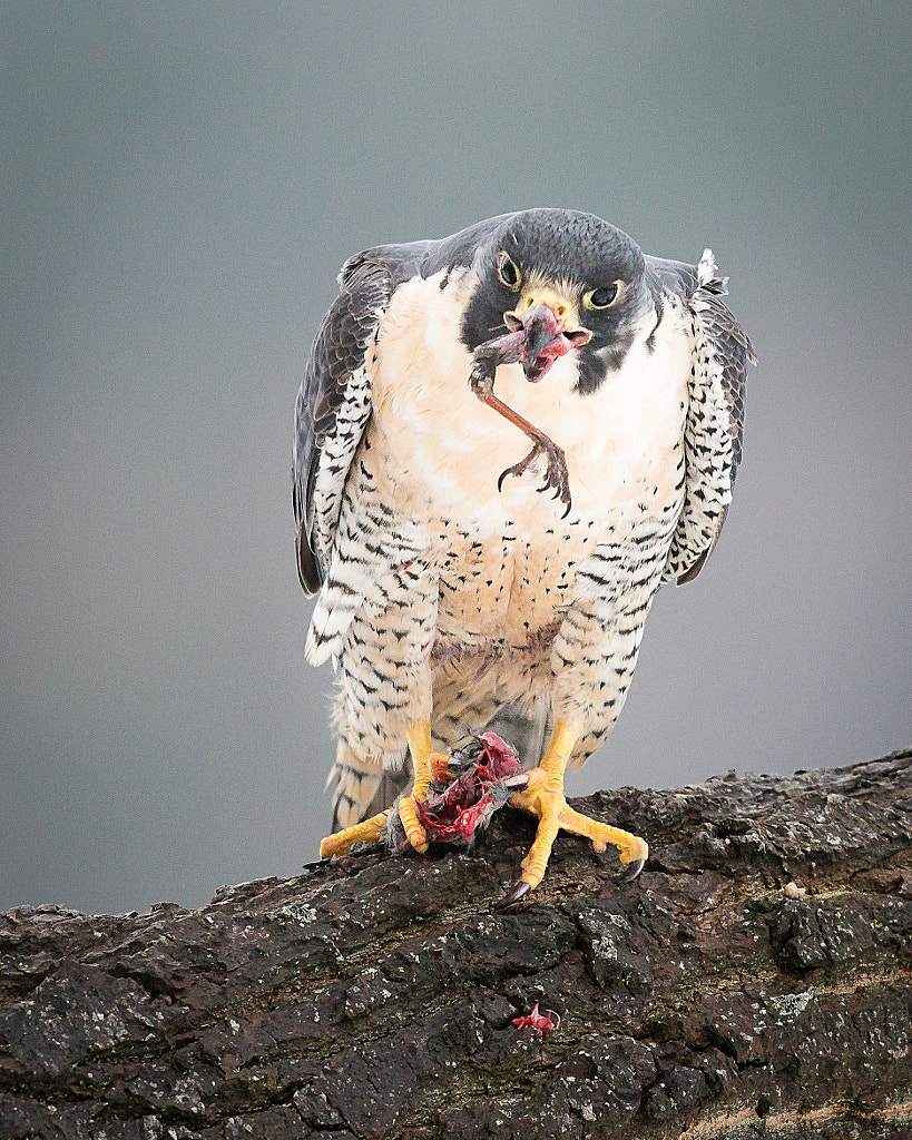 The food chain - Peregrine Falcon by Alex McInnis / 500px