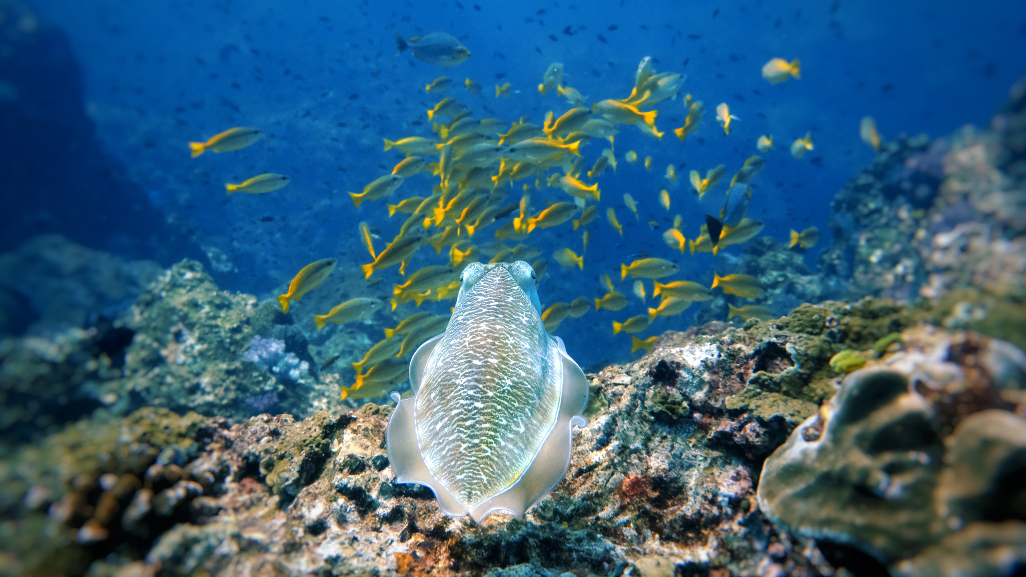Curious cuttlefish watching a school of snappers by Junjie Peng | 500px