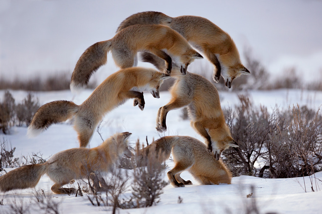 Red fox "mousing" in Yellowstone by Jon Albert / 500px