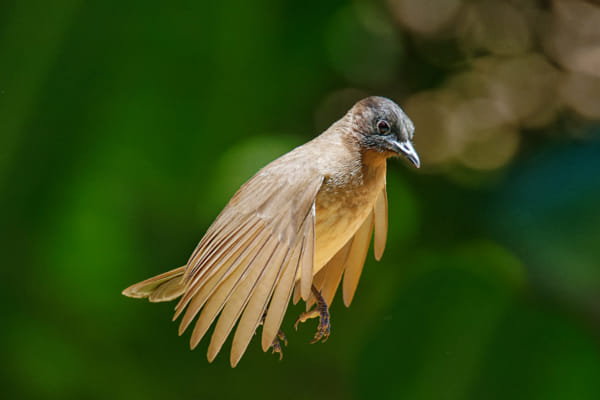 Bulbul in flight by Anita Botha | 500px