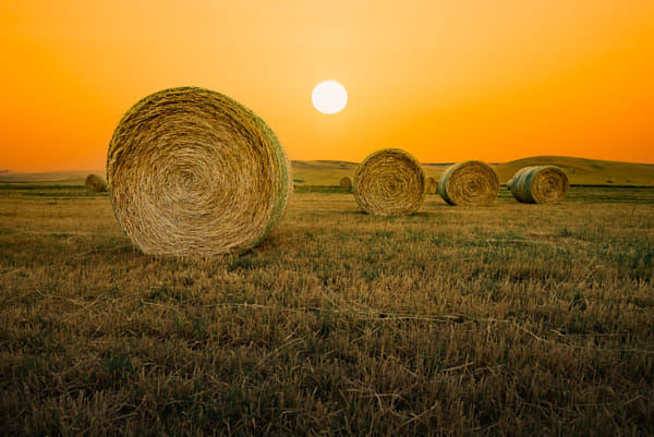 Black-naped Monach by Allan Seah / 500px