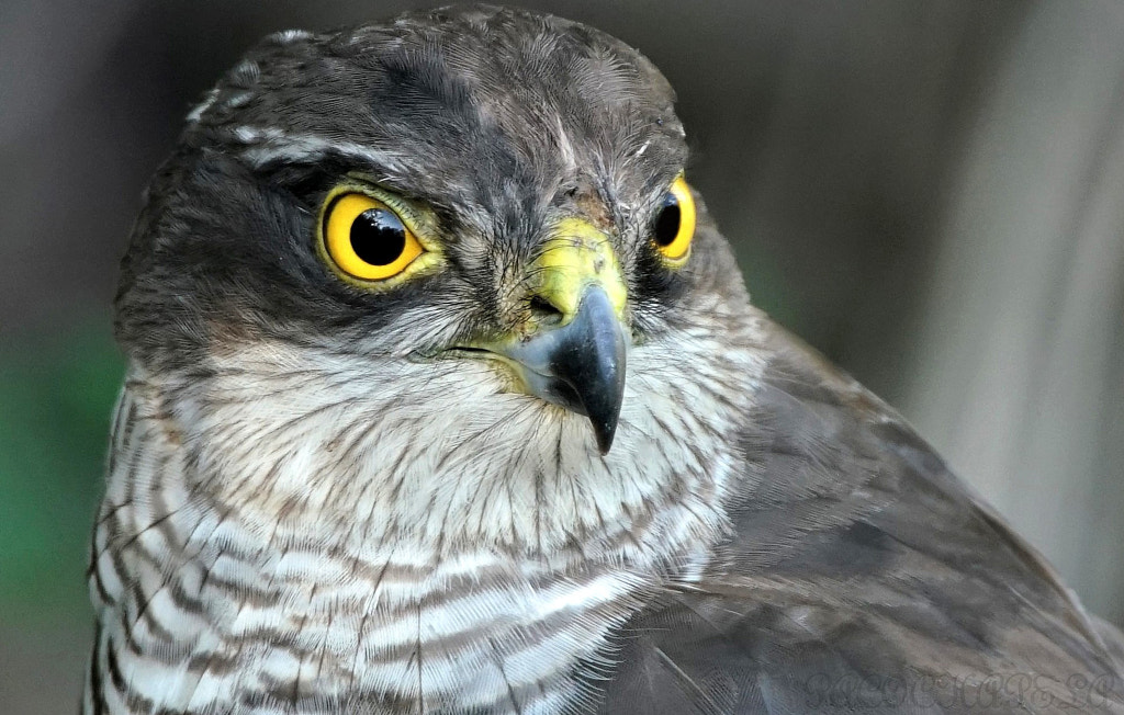 Retrato de Gavilán by Francisco José Chapela Posse / 500px