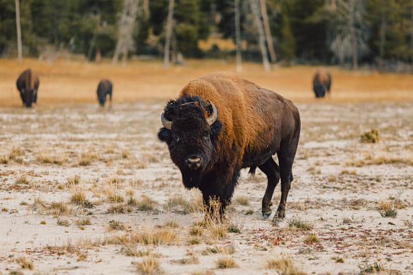 wyoming bison by Sam Brockway | 500px