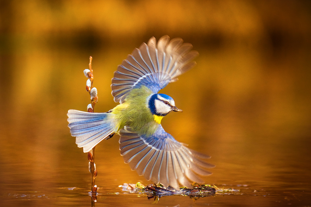 Blue tit in flight by Robert Didierjean / 500px