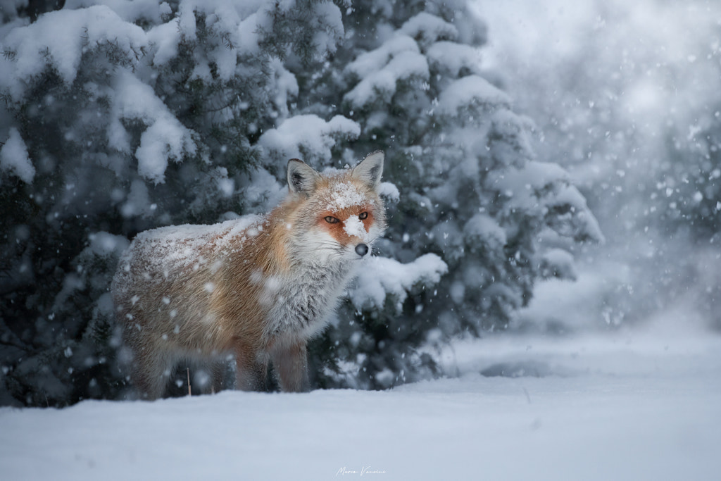Winter fox by marco vancini / 500px