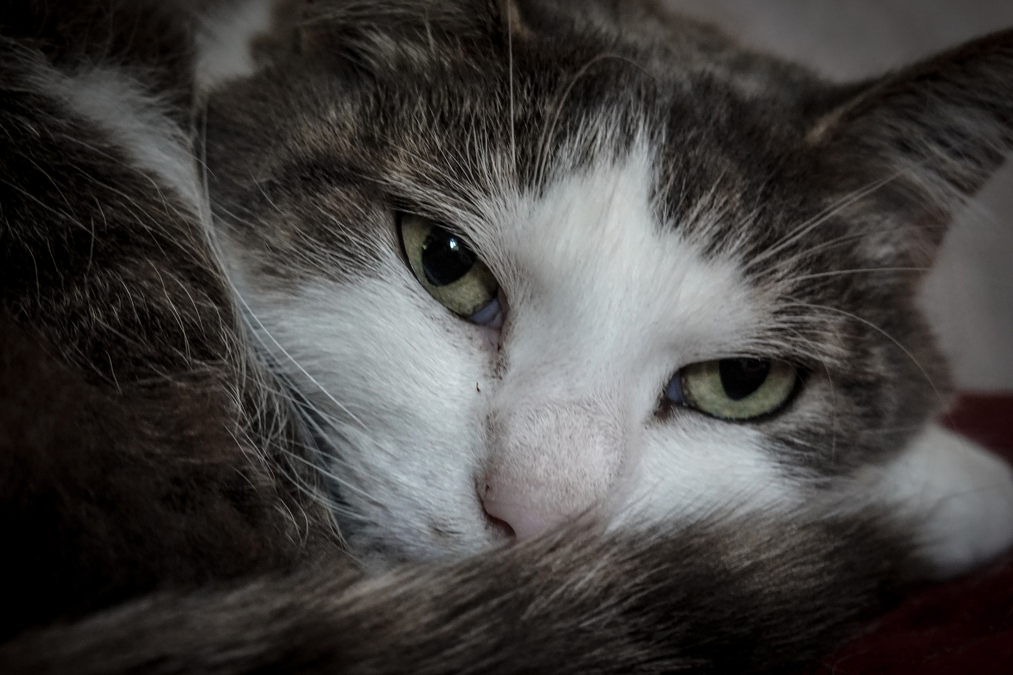 Feline gaze by Philippe C. / 500px