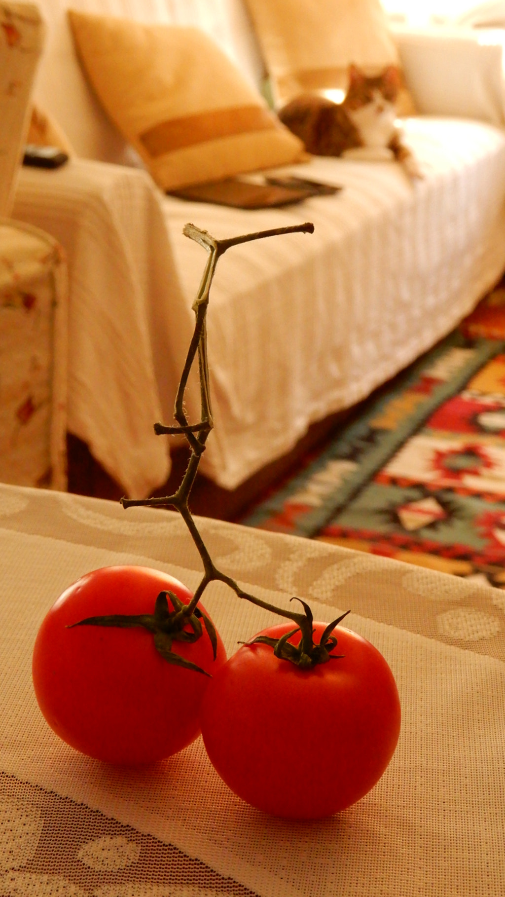 Tomatoes and pussy by Tamer Istan / 500px