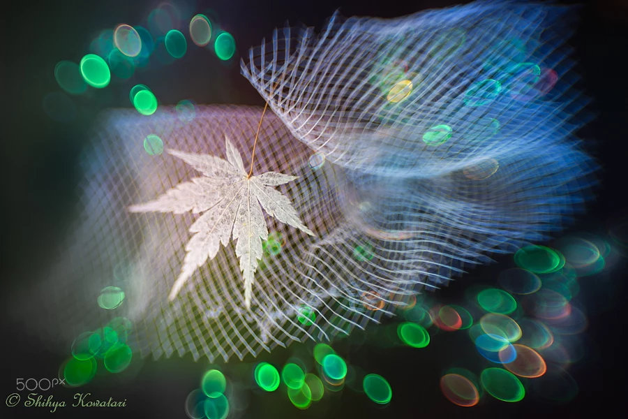 Shihya Kowatari (ShihyaKowatari) Profile / 500px