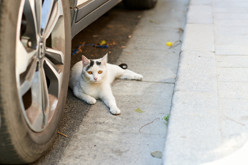 cat by xm lao / 500px