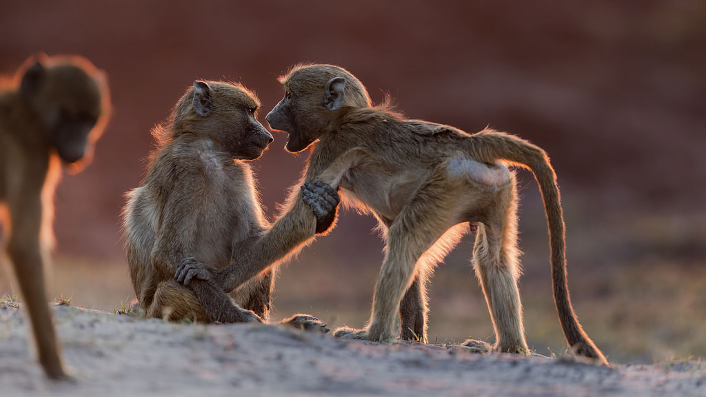 Baboons by Rudi van Aarde / 500px