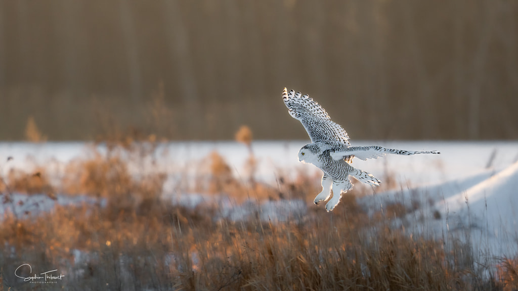 Un ange descendu du ciel by Sophie Thibault / 500px