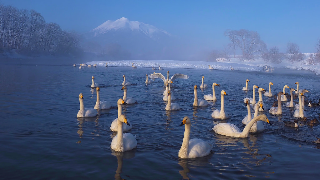 swans park by shoji uno / 500px