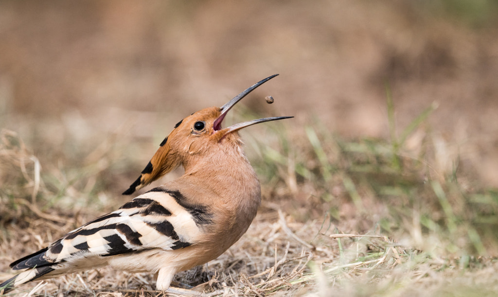 Hoepoo by alimirpur / 500px