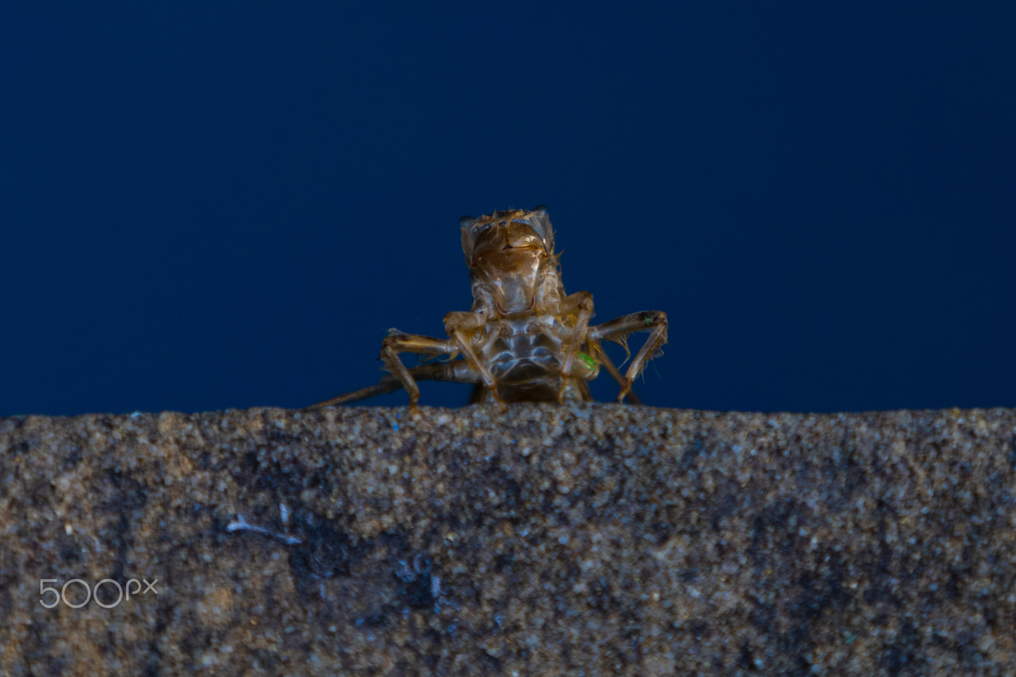 The died bug in my small pool by Huang Hazard | 500px