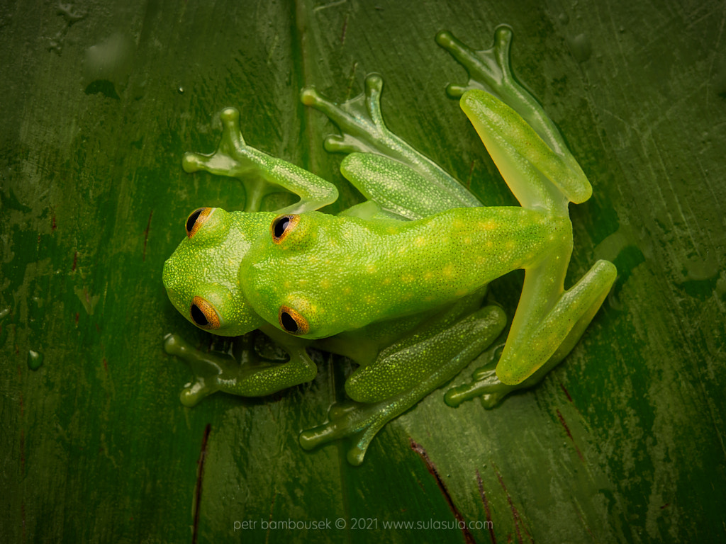 Fleischmann's Glass Frog by Petr Bambousek / 500px