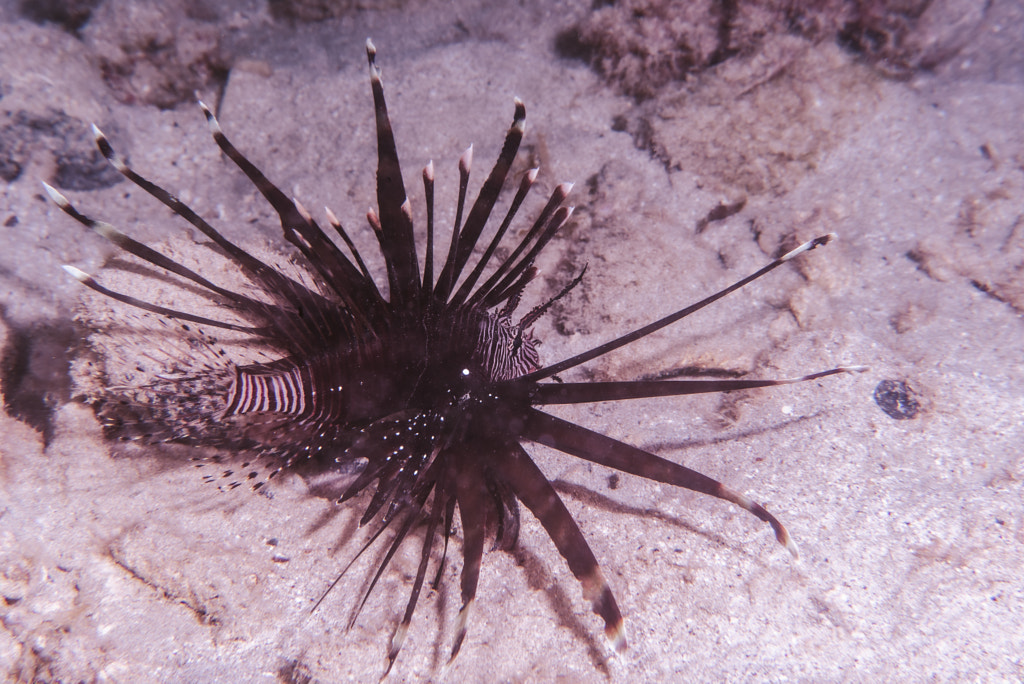 Black lionfish by Humpty Dumpty / 500px