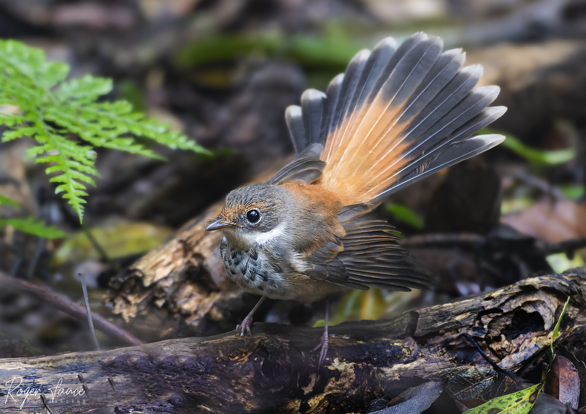 Birds curated by Roger Fance / 500px