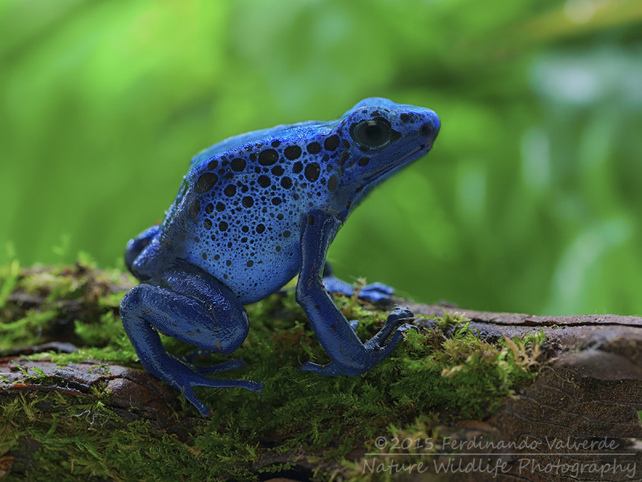 Frog Azureus by Ferdinando valverde / 500px