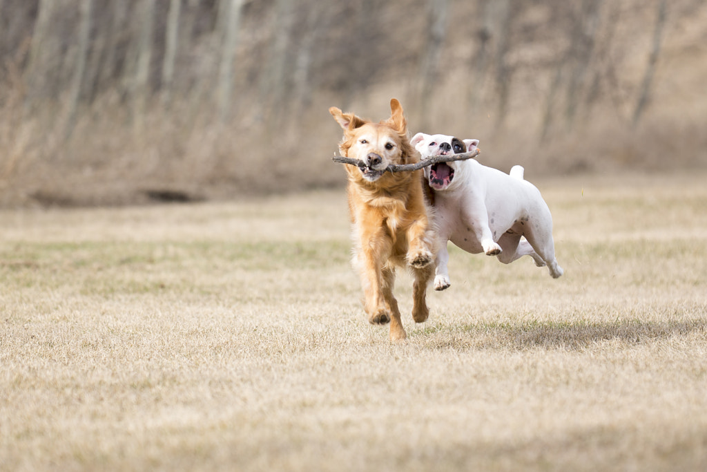 Double Fetch by Darcy Evans / 500px