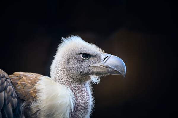 Etienne Ruff (etienneruff) Profile / 500px