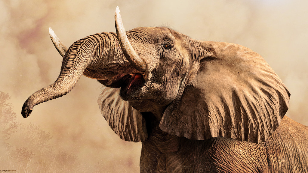 Pachyderm Pride ! by Sunil / 500px