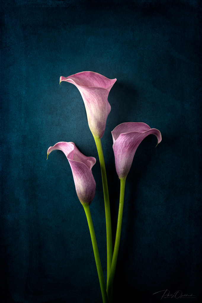 Three Pink Calla Lilies by Philip Opdebeeck | 500px