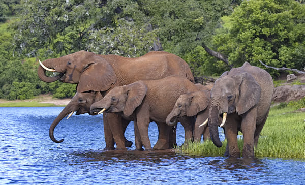 Happy Hour on the Chobe River by Greg Stringham | 500px