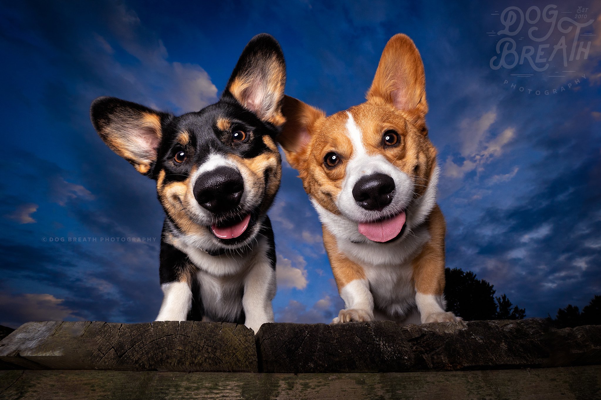 Double the Corgi, Double the Fun. by Kaylee Greer / 500px
