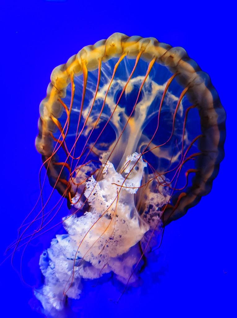Pacific Sea Nettle (Chrysaora fuscescens) @ National Aquarium by Lance ...