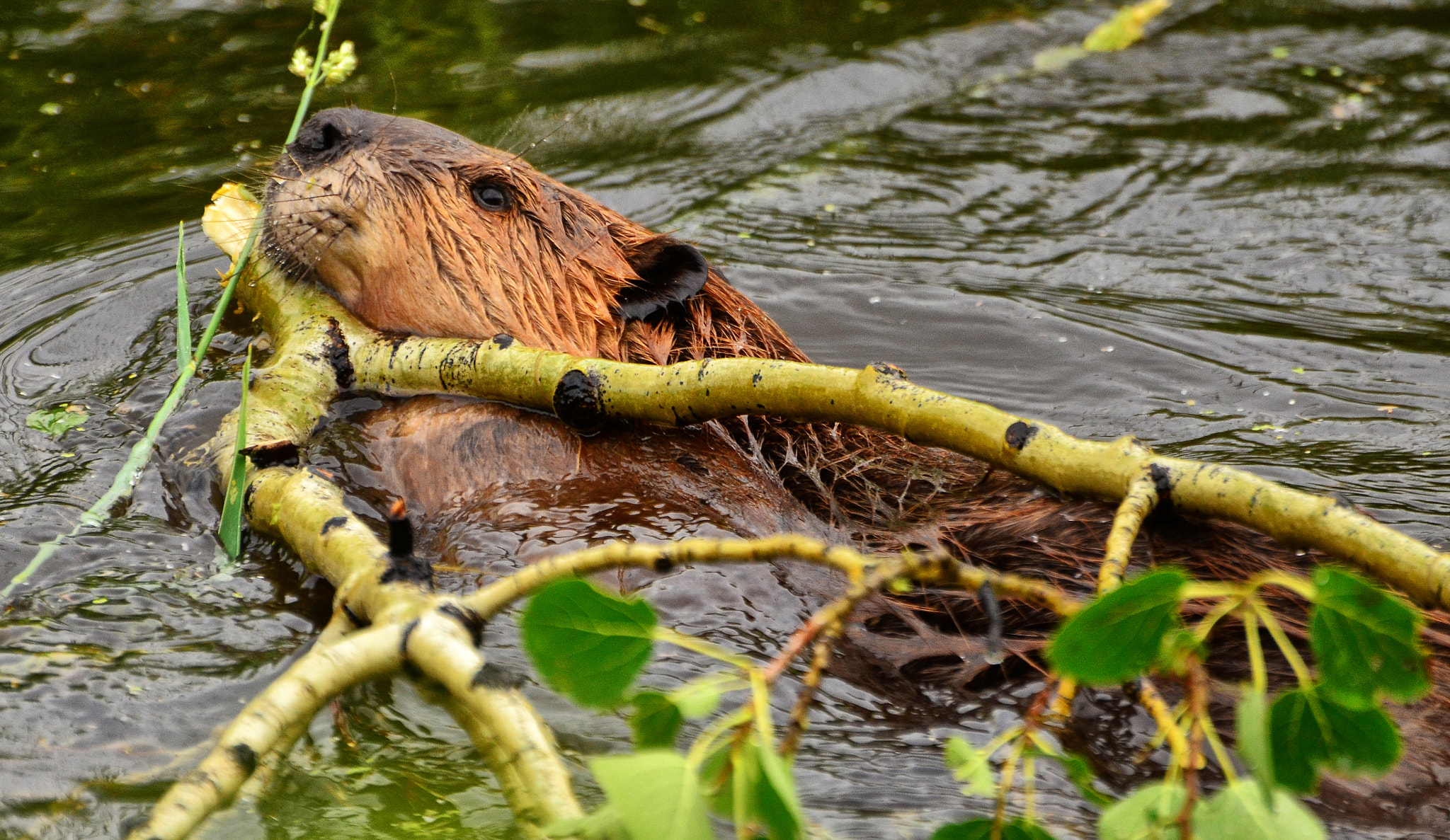 Wild Beaver at Work by Jeff Clow / 500px