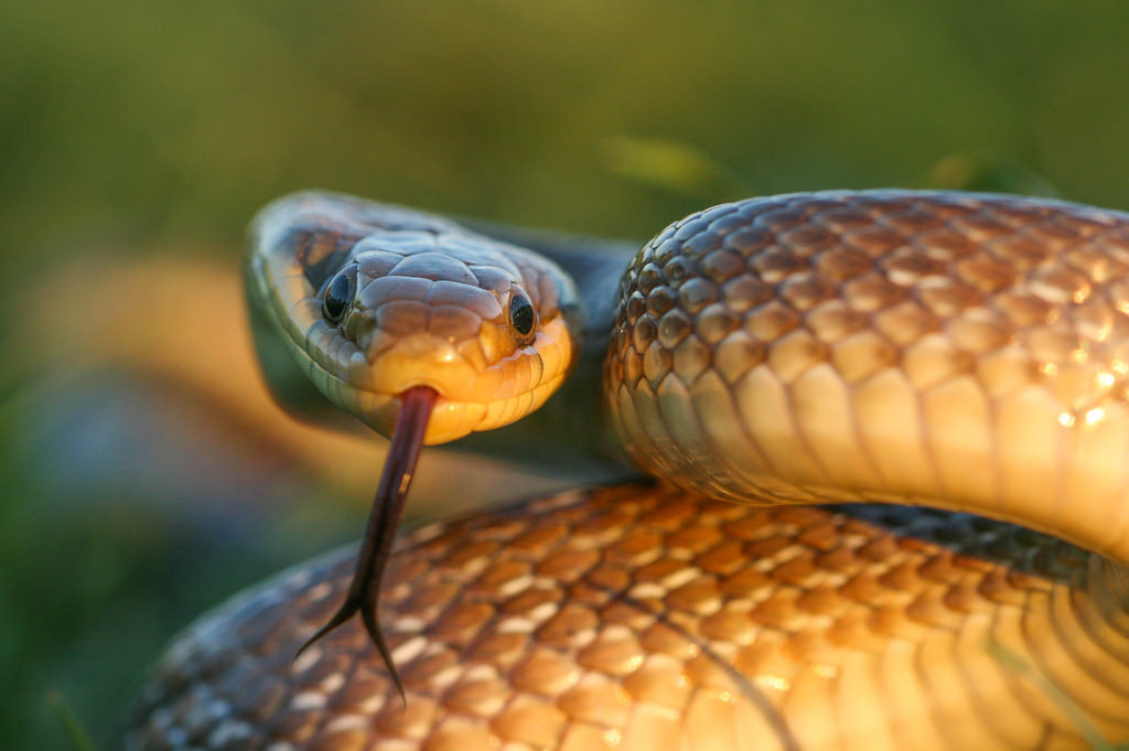 Zamenis longissimus - Zamenis longissimus by Aleksandar Simović / 500px