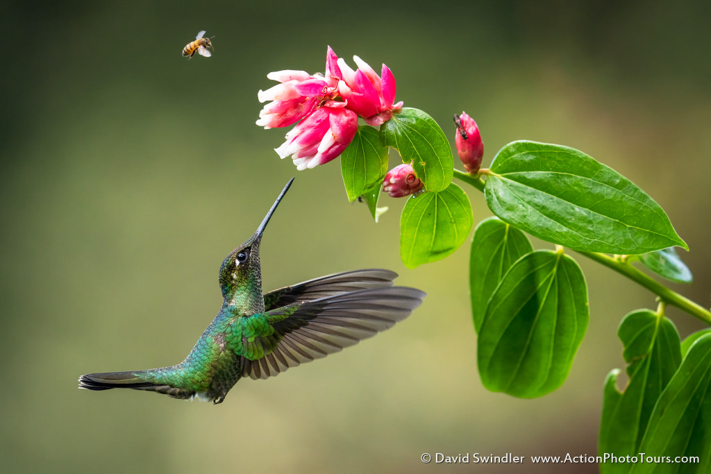 Hummingbird and Bee by David Swindler / 500px