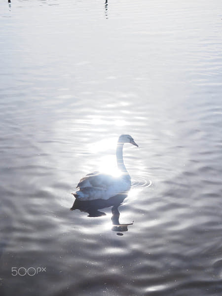 a young swan on a lake in a pool of sunlight by Chris Kemp | 500px