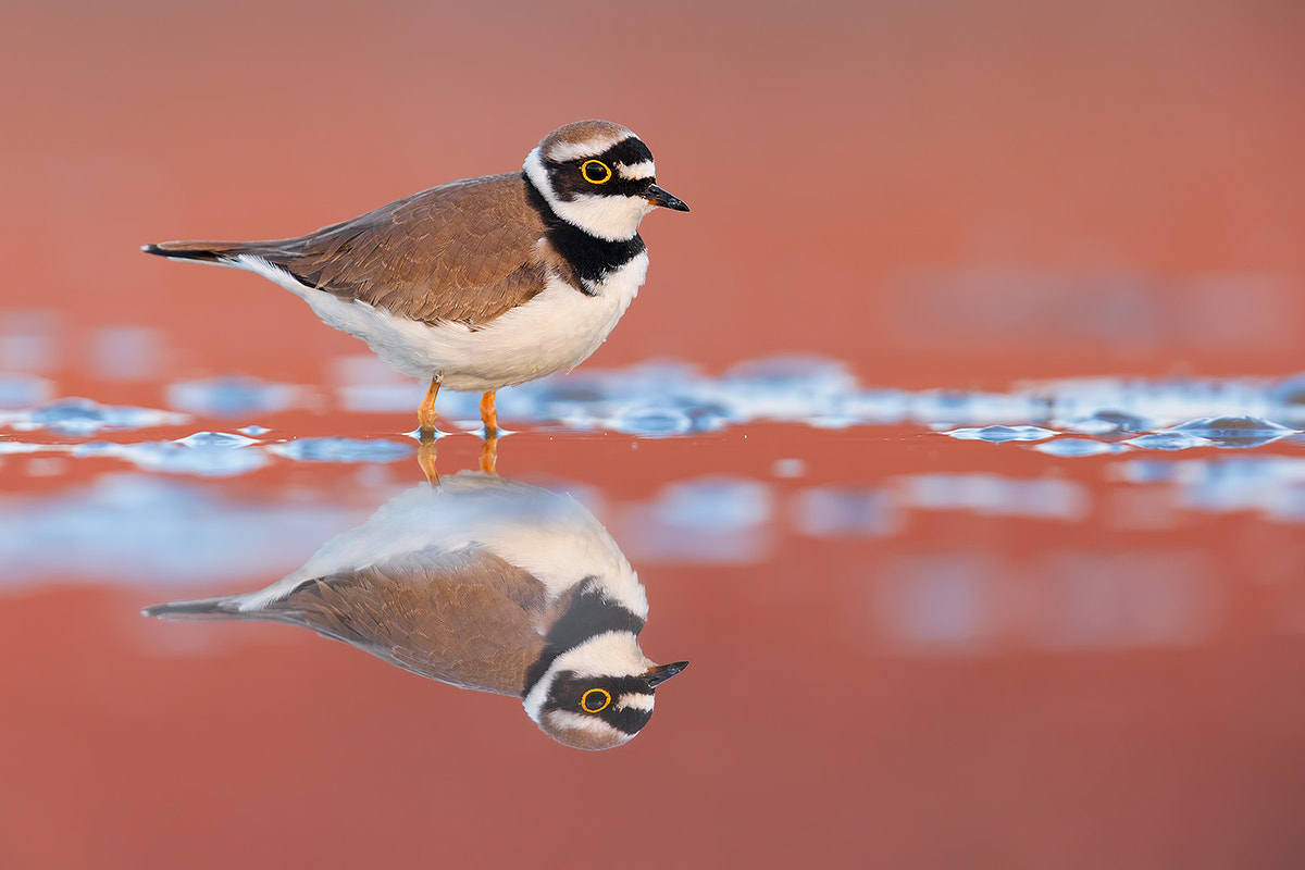 Little Ringed Polver - Corriere Piccolo by Lorenzo Magnolfi / 500px
