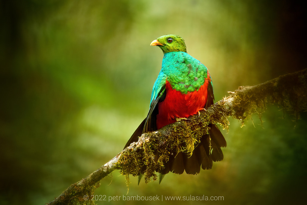 Golden-headed Quetzal | Ecuador by Petr Bambousek / 500px