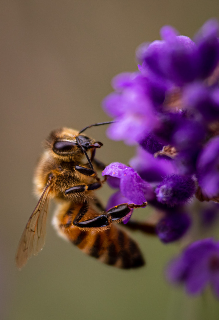 Macrobee by Håkan A / 500px
