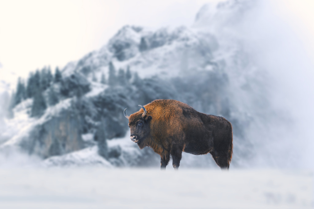 Bison Cliffs by Andy Vesci / 500px