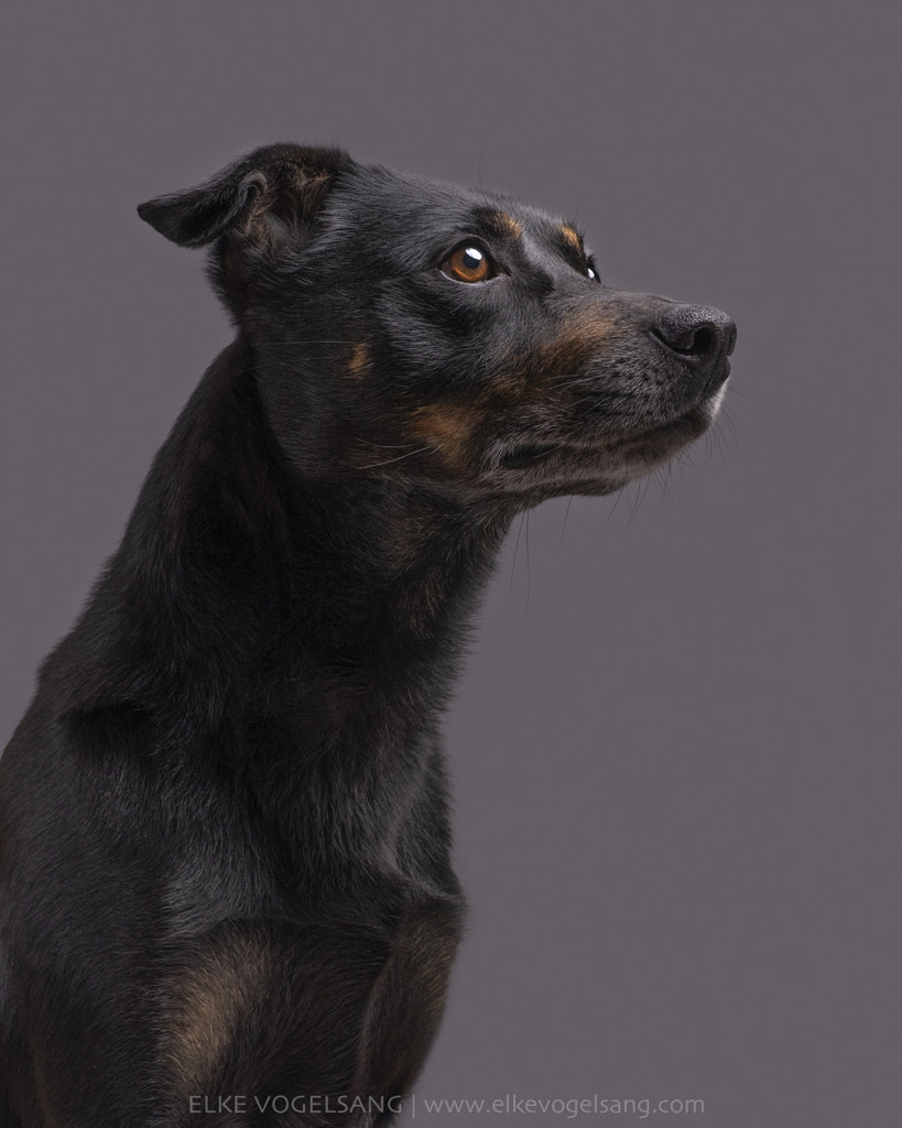 Elegant portrait on grey of Digby by Elke Vogelsang / 500px