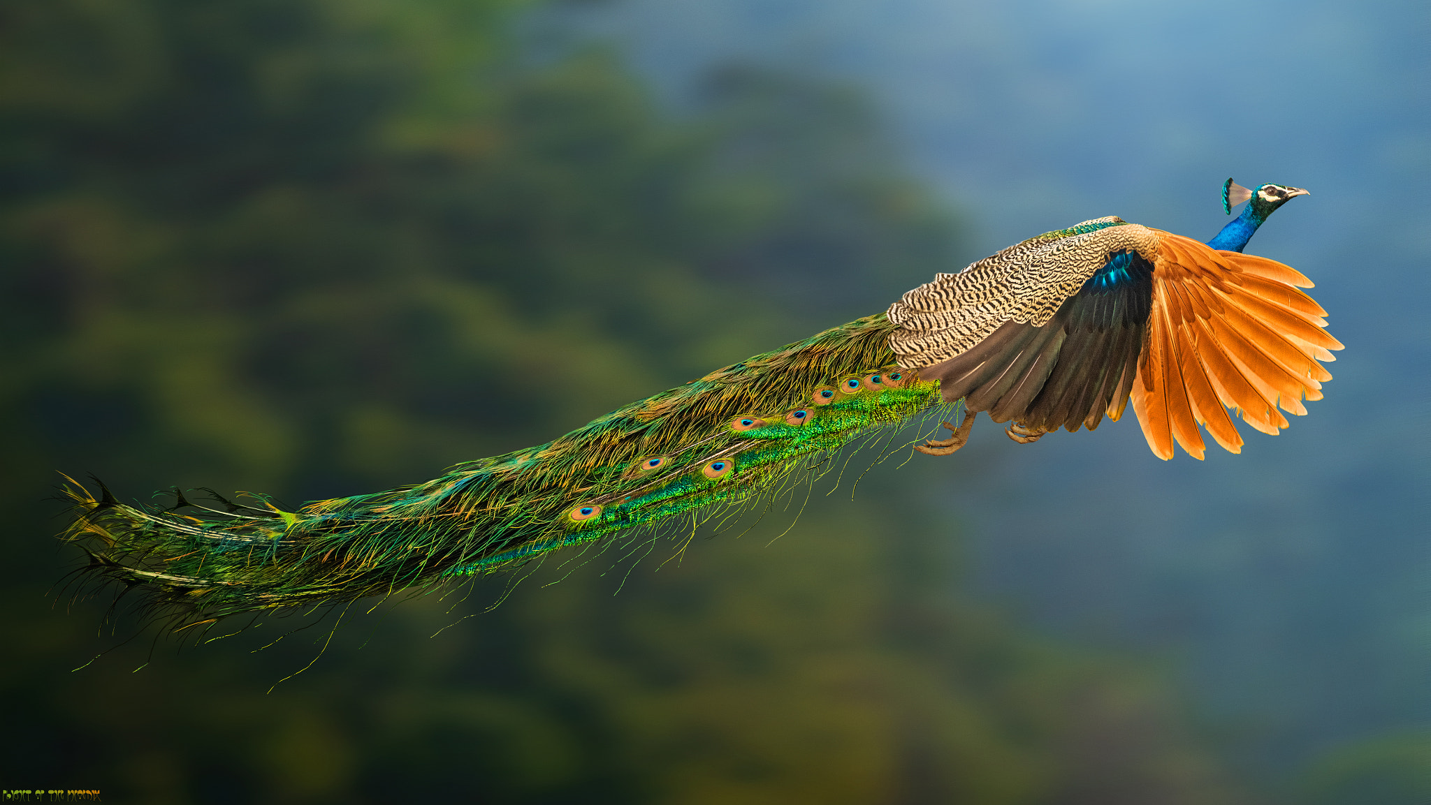 Flight Of the Phoenix ! by Sunil / 500px