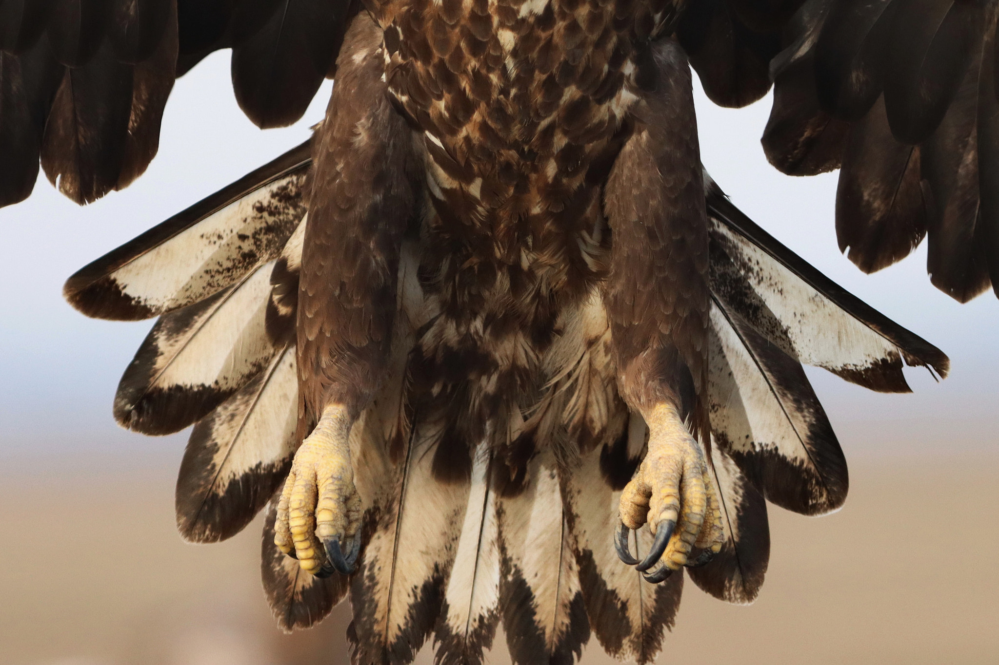 Golden Eagle Talons and Feathers Close Up | nature photo by goodace | 500px