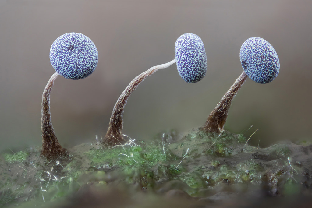 extreme small fungi 1,5mm by Hans van Voorst / 500px