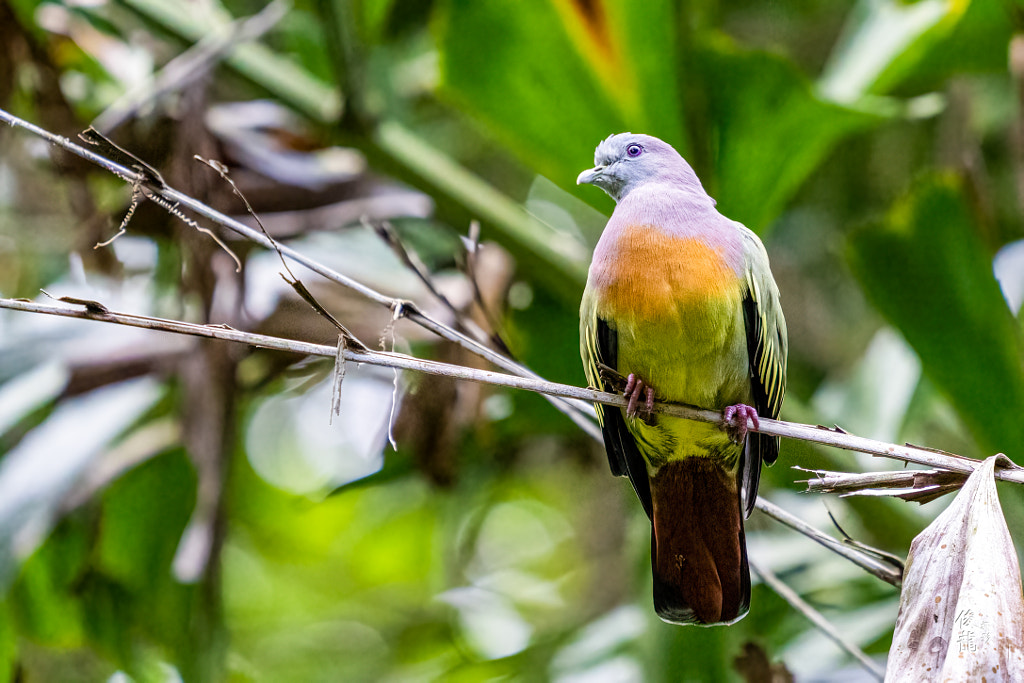 Pink-necked Green-Pigeon (Treron vernans) by Lance Wang JL / 500px