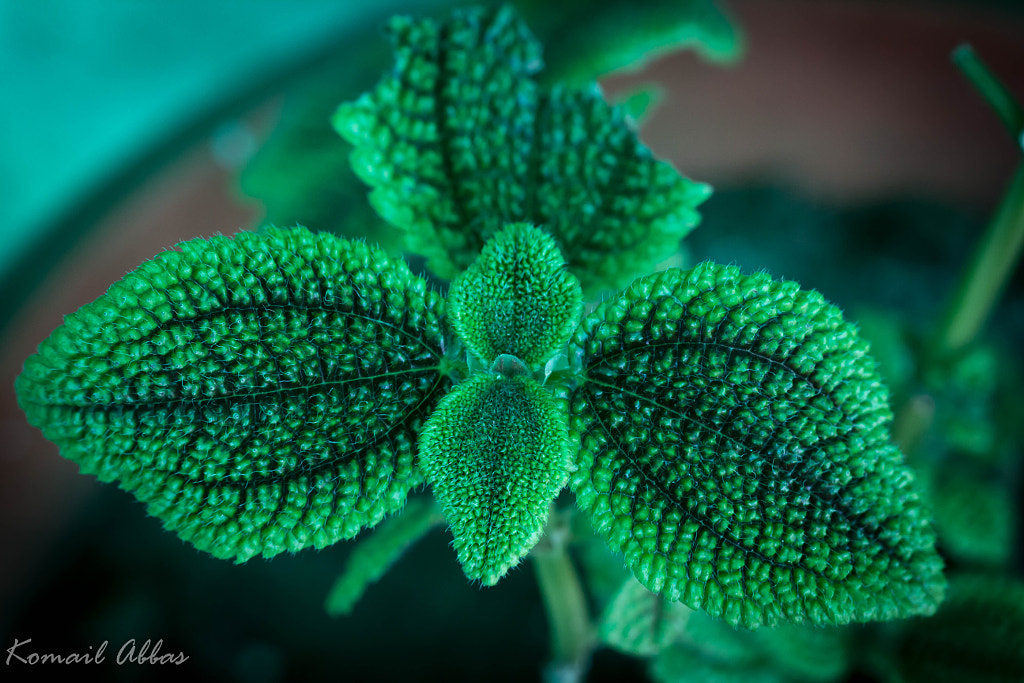 Leaf Macro by Komail Abbas Badami / 500px