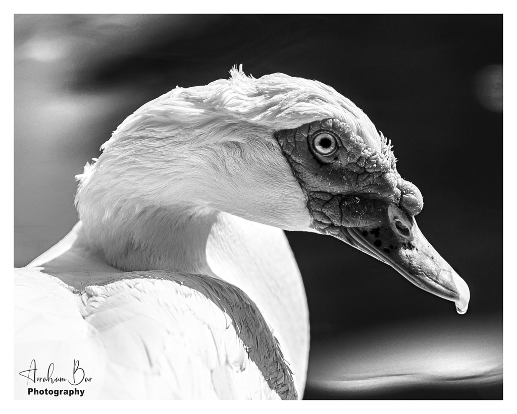 Animal Wildlife by AB Photography / 500px
