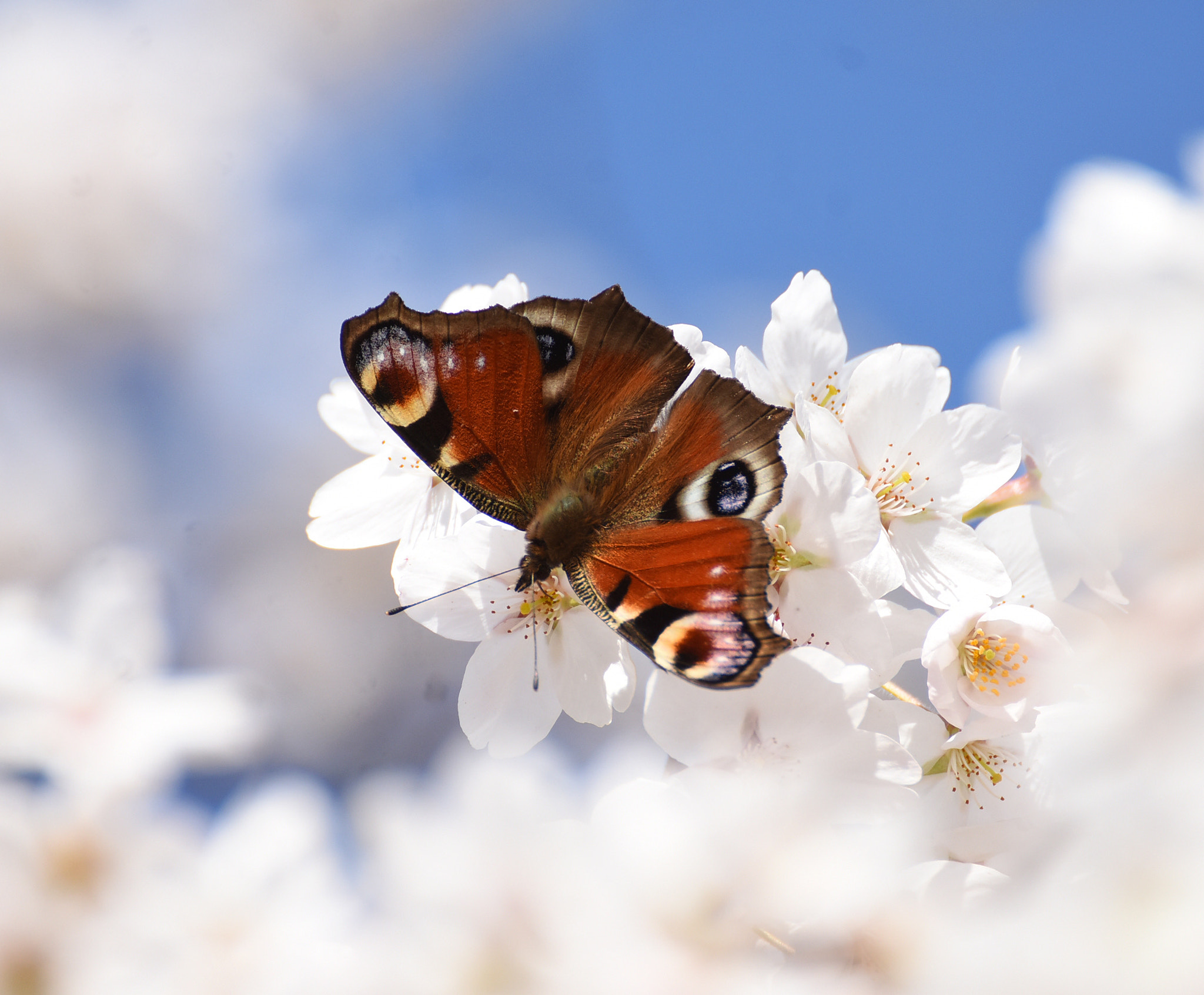Finally spring by Dorothea Schulz / 500px